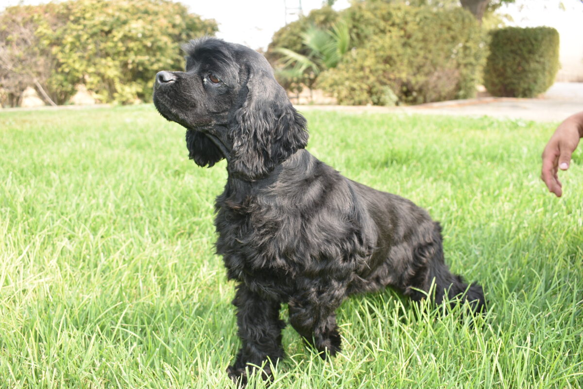 UPCOMING LITTERS – Valley Cockapoos