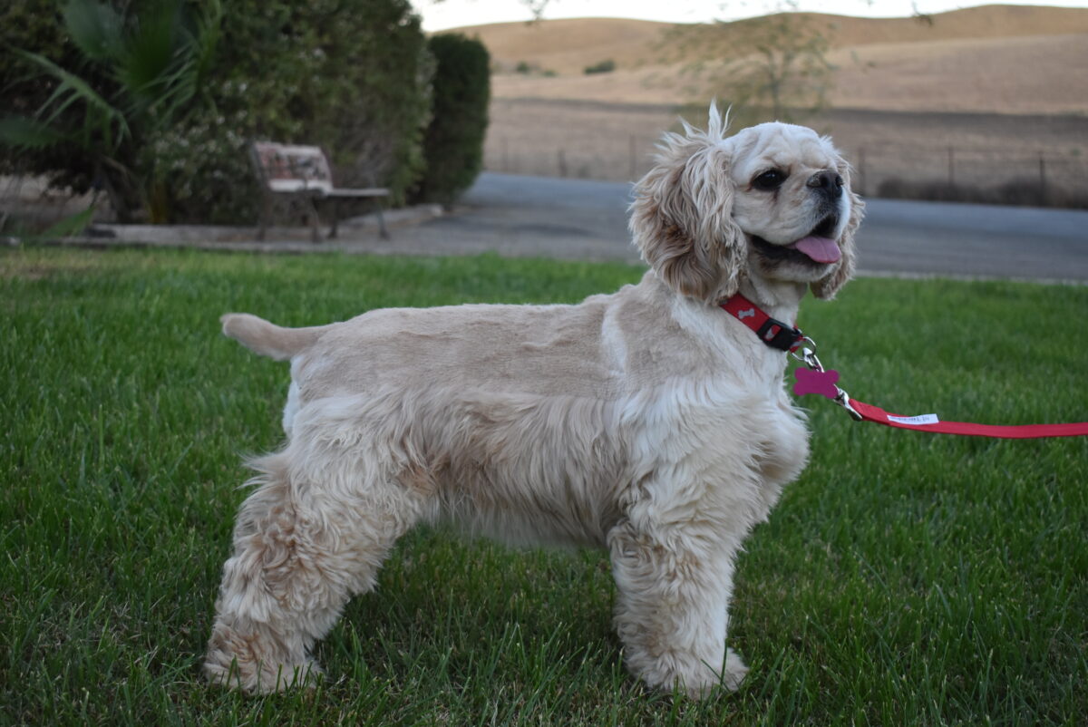 UPCOMING LITTERS - Valley Cockapoos