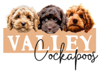 Quality #1 Cockapoo Breeders in California - Valleypoos