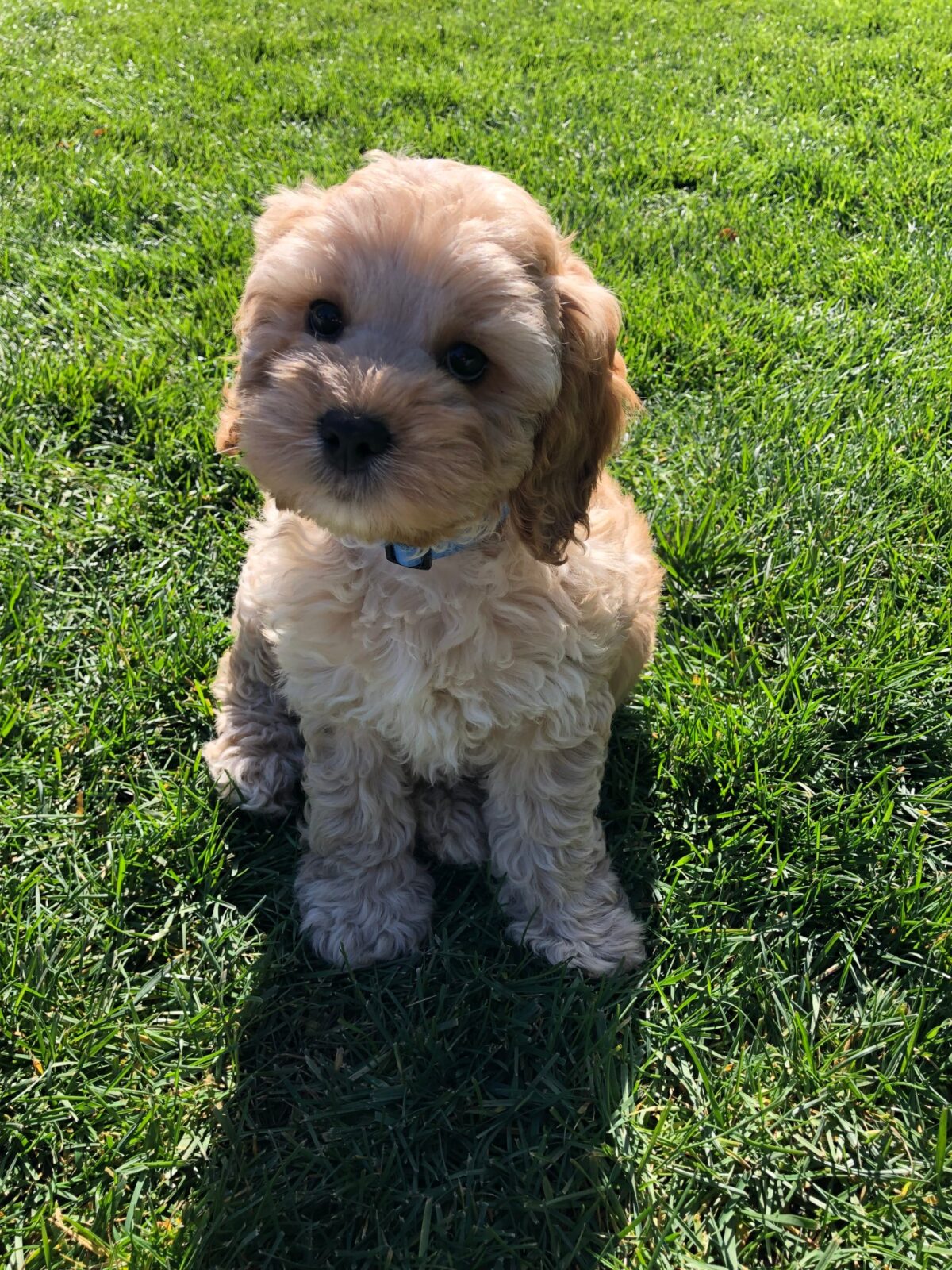 TESTIMONIALS - Valley Cockapoos