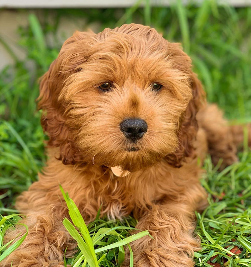 Quality Breeders top1 Cockapoo Breeders California - Valleypoops