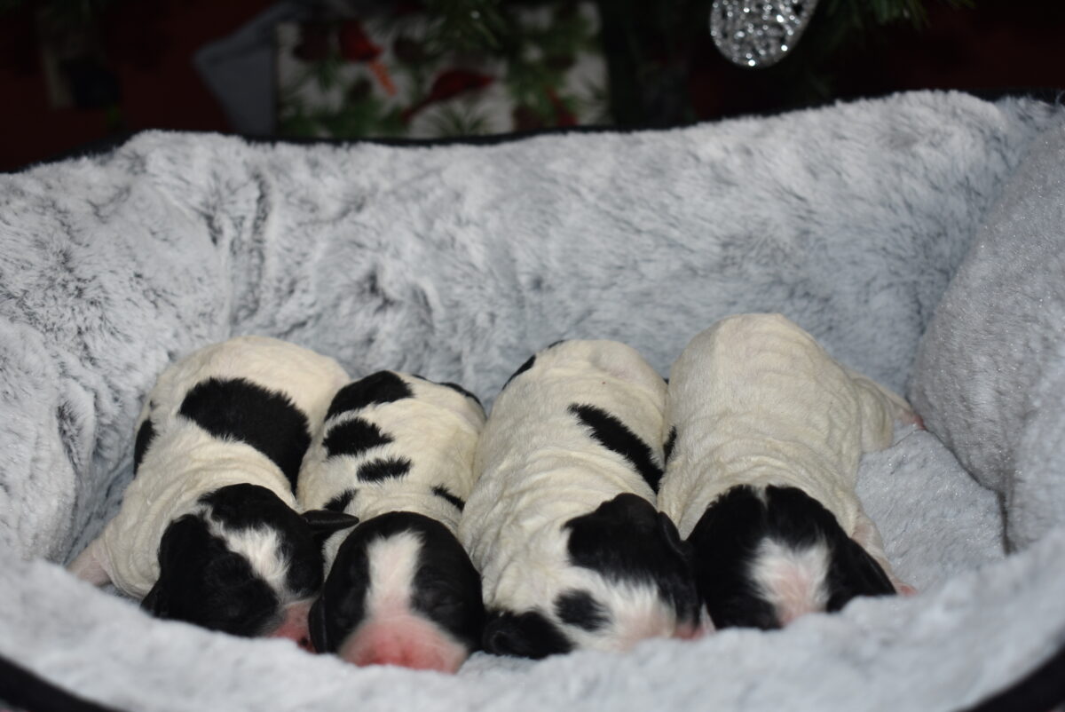 Quality #1 Cockapoo Breeders in California - Valleypoos