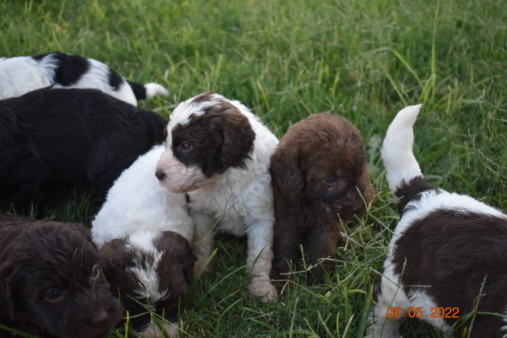 Valley Cockapoos
