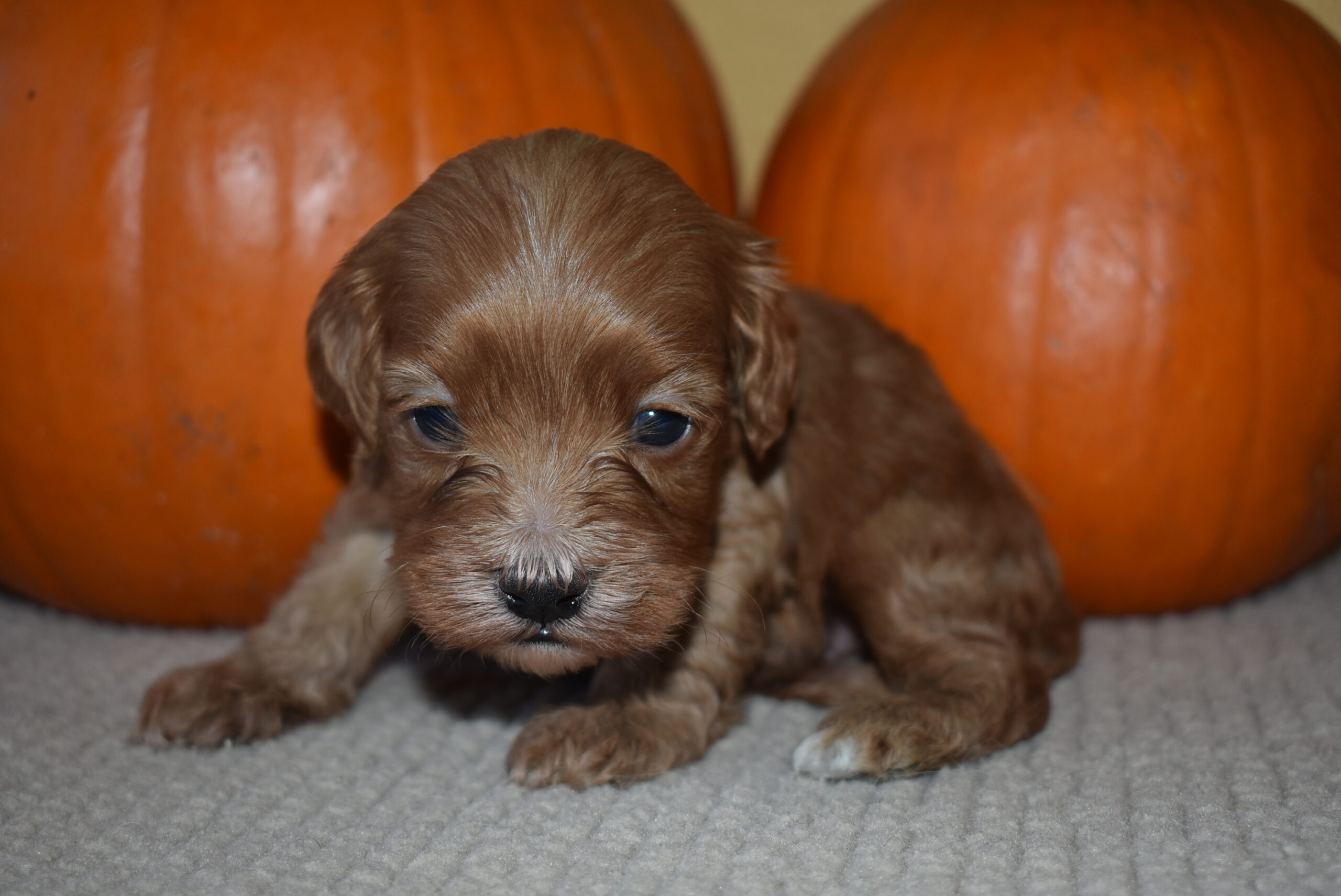 AVAILABLE COCKAPOO PUPPIES – Valley Cockapoos
