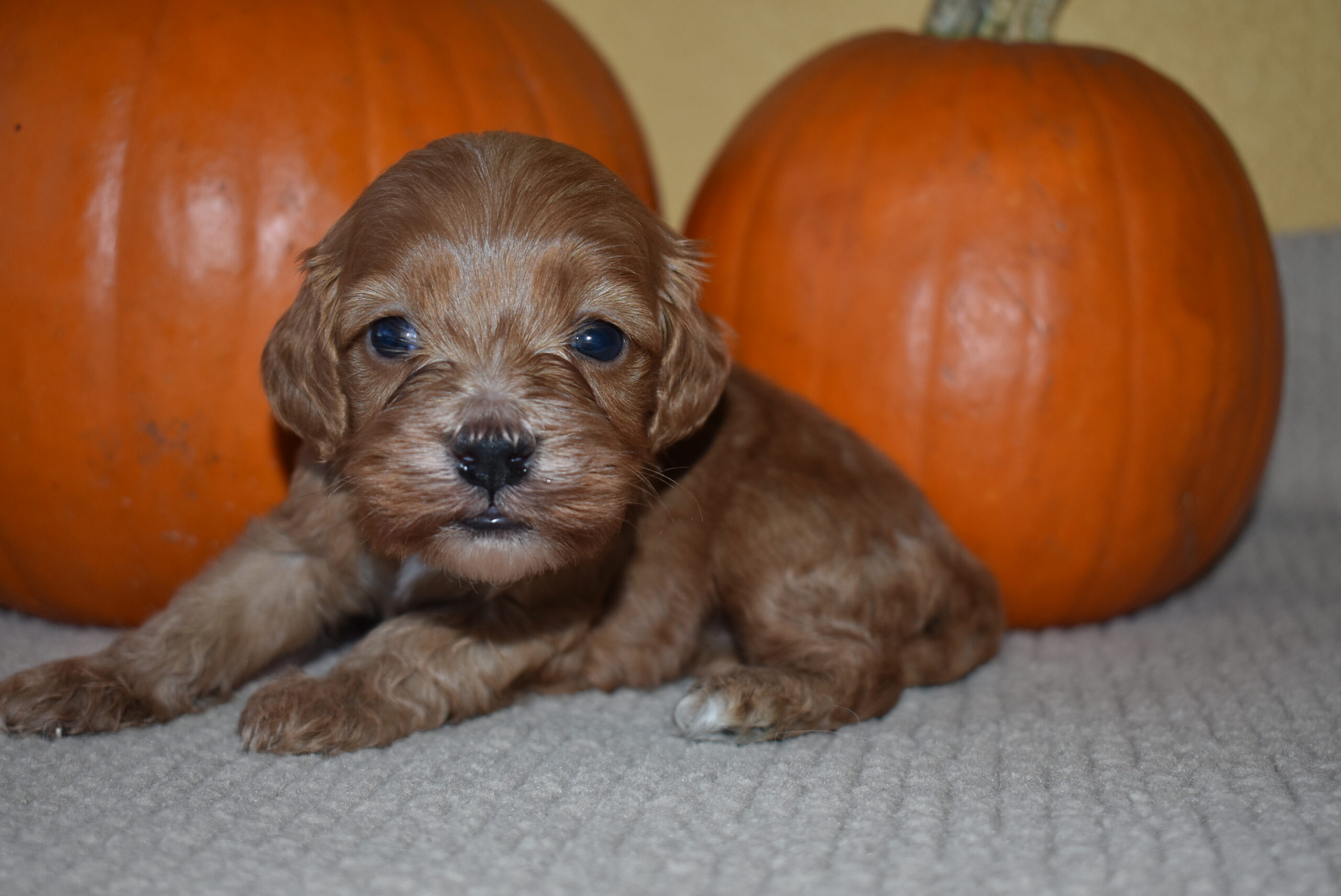 AVAILABLE COCKAPOO PUPPIES – Valley Cockapoos