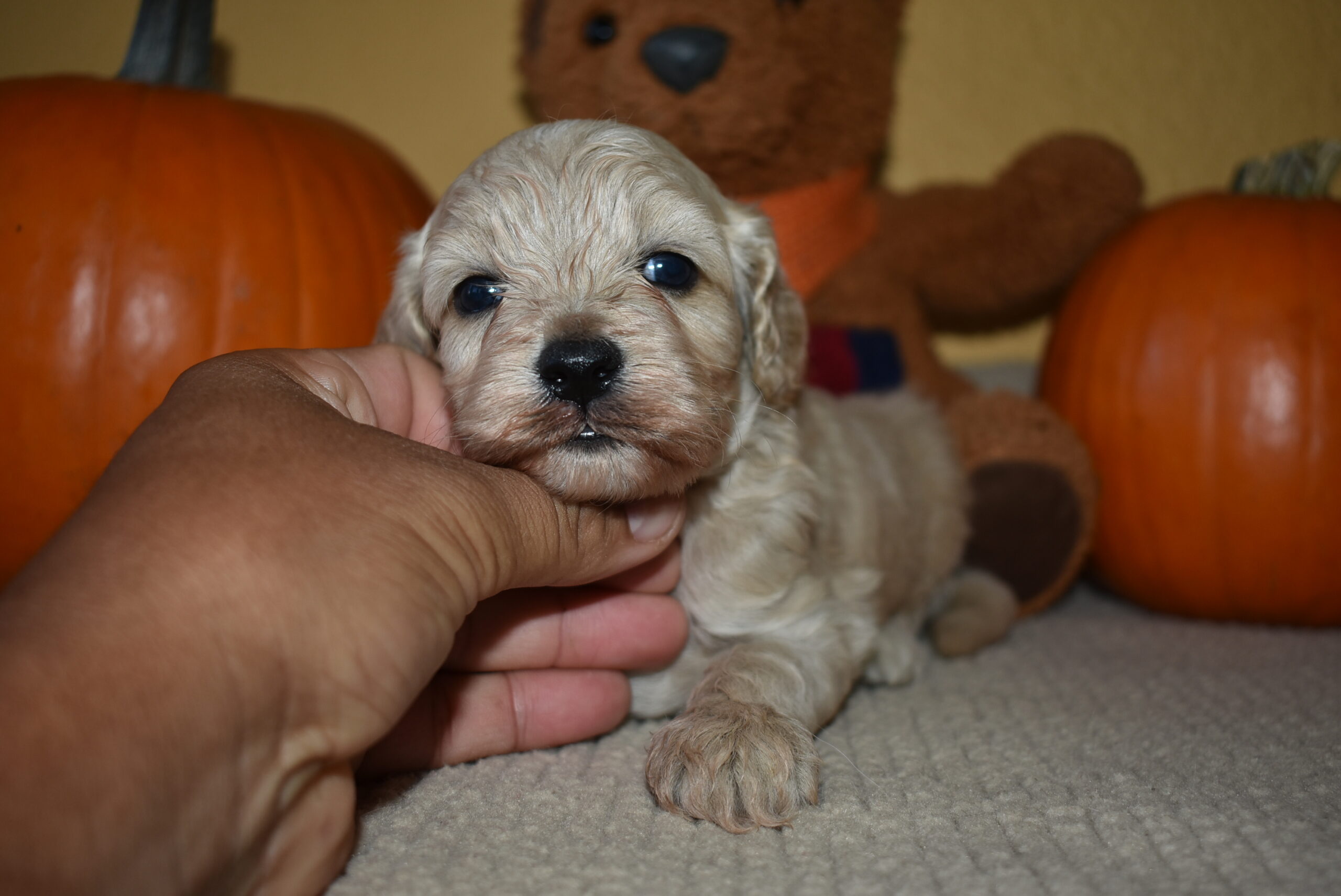 AVAILABLE COCKAPOO PUPPIES – Valley Cockapoos