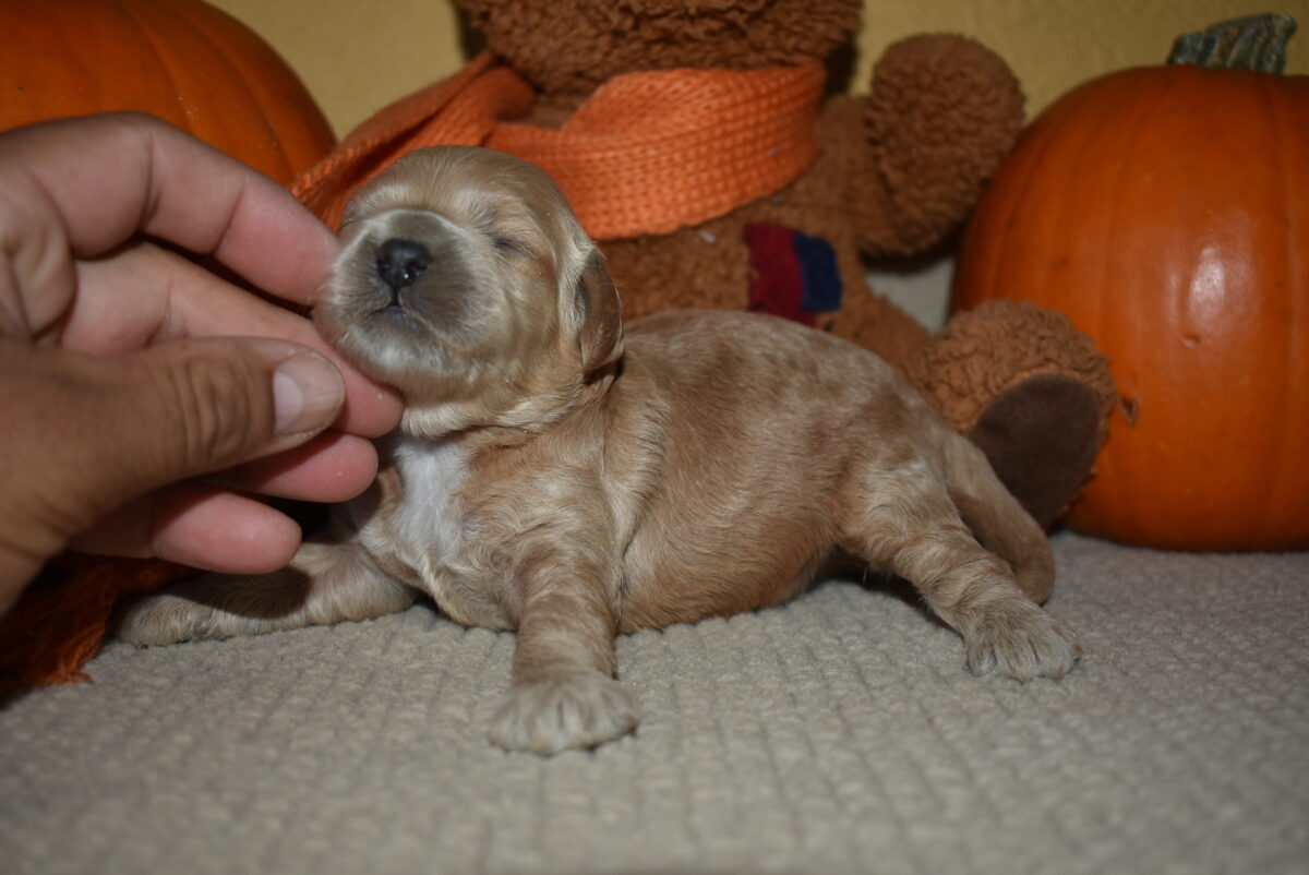 AVAILABLE COCKAPOO PUPPIES – Valley Cockapoos