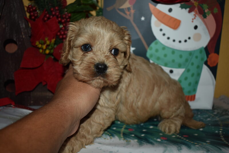 AVAILABLE COCKAPOO PUPPIES – Valley Cockapoos
