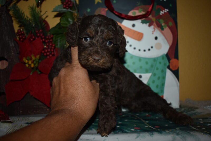 AVAILABLE COCKAPOO PUPPIES – Valley Cockapoos