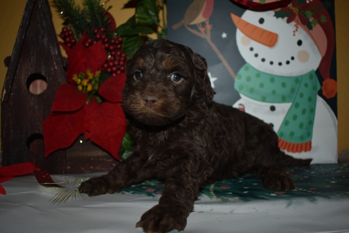 AVAILABLE COCKAPOO PUPPIES – Valley Cockapoos