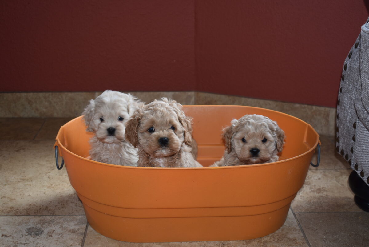 Buy Male and Female Cockapoo puppies - Valleypoos