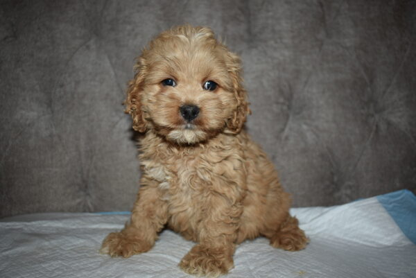 AVAILABLE COCKAPOO PUPPIES – Valley Cockapoos