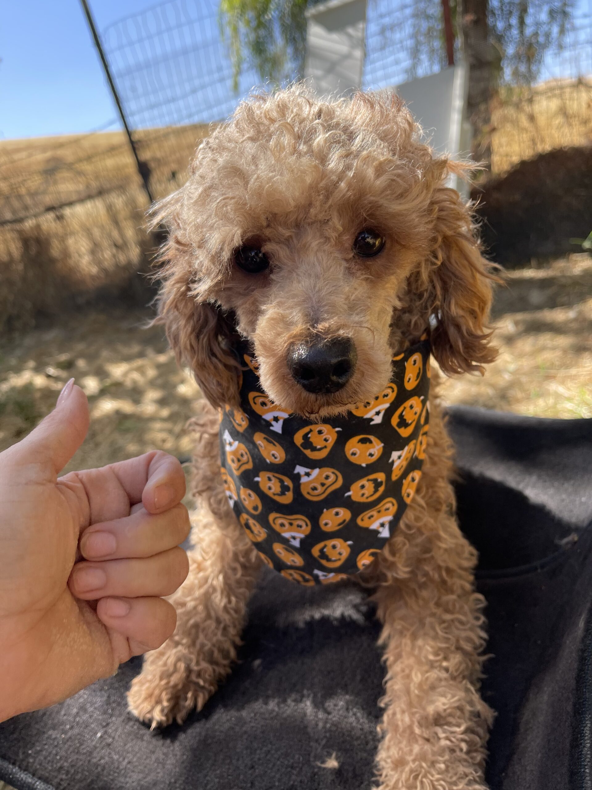 UPCOMING LITTERS - Valley Cockapoos