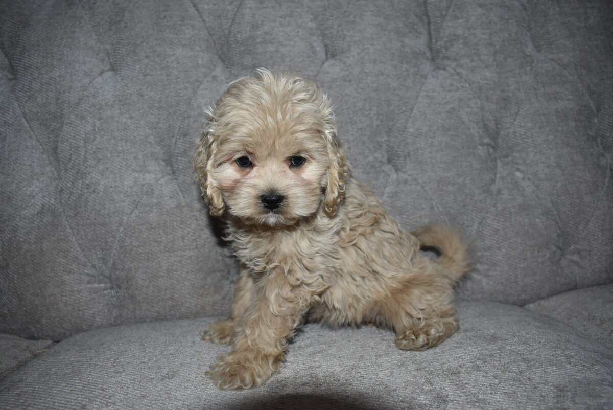 Available Cockapoo Puppies Sunnyvale The Perfect Cuteness