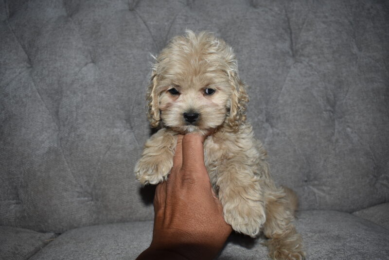 Available Cockapoo Puppies Sunnyvale The Perfect Cuteness