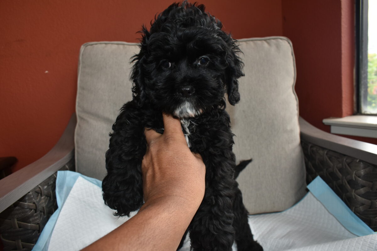 Buy Male and Female Cockapoo puppies - Valleypoos